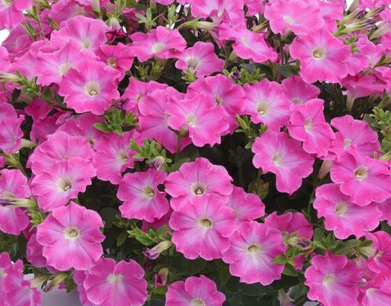 Hot Pink - Kerley & Co