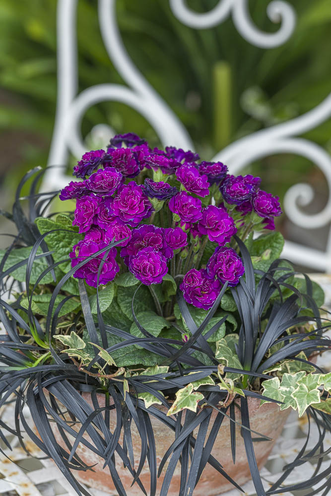 Ruby Champagne - Kerley & Co