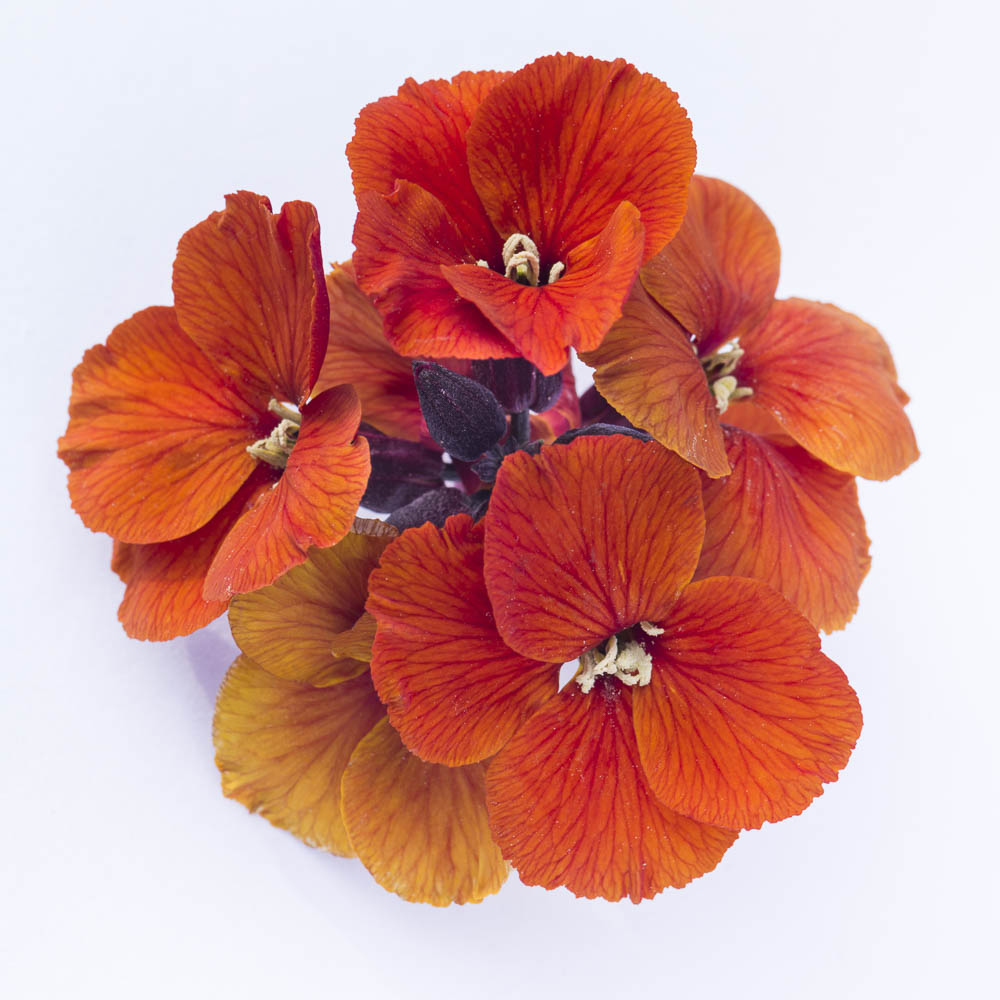 Spring Breeze Archives - Kerley & Co