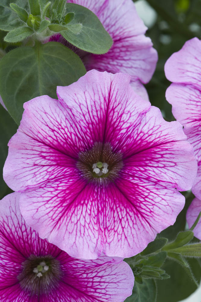 Pink Vein - Kerley & Co