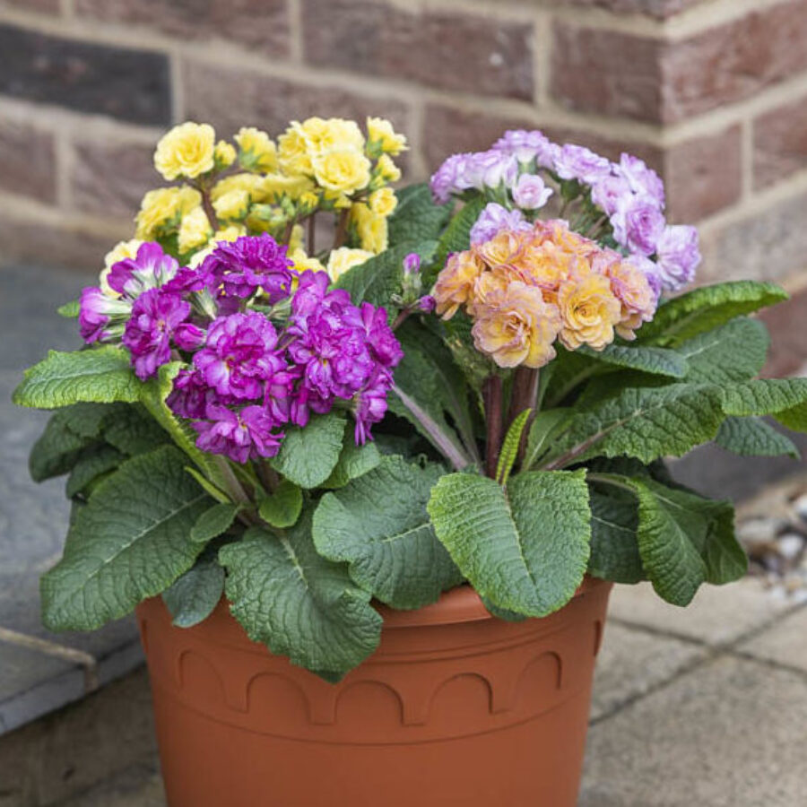 Primula Archives - Page 4 of 4 - Kerley & Co