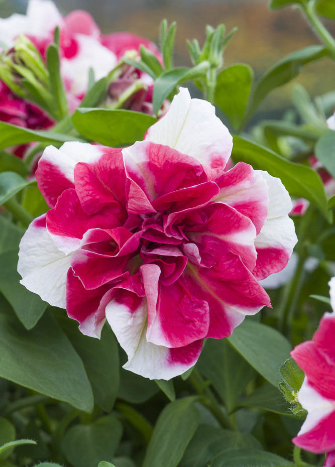 Compact Scarlet Ripple - Kerley & Co