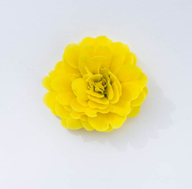 Sunny Yellow - Kerley & Co