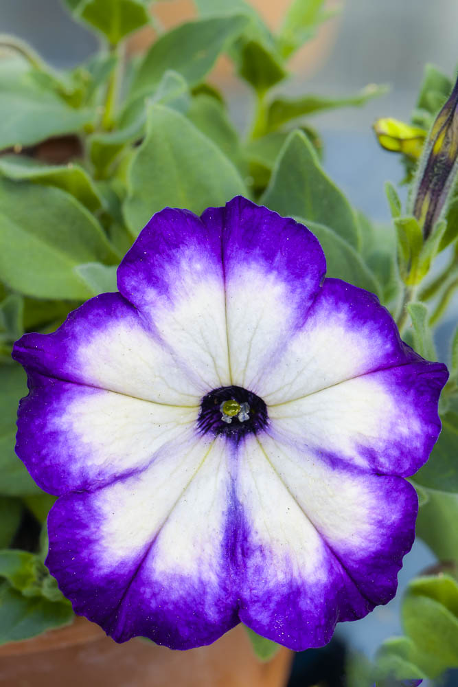 Illusion Lagoon - Kerley & Co