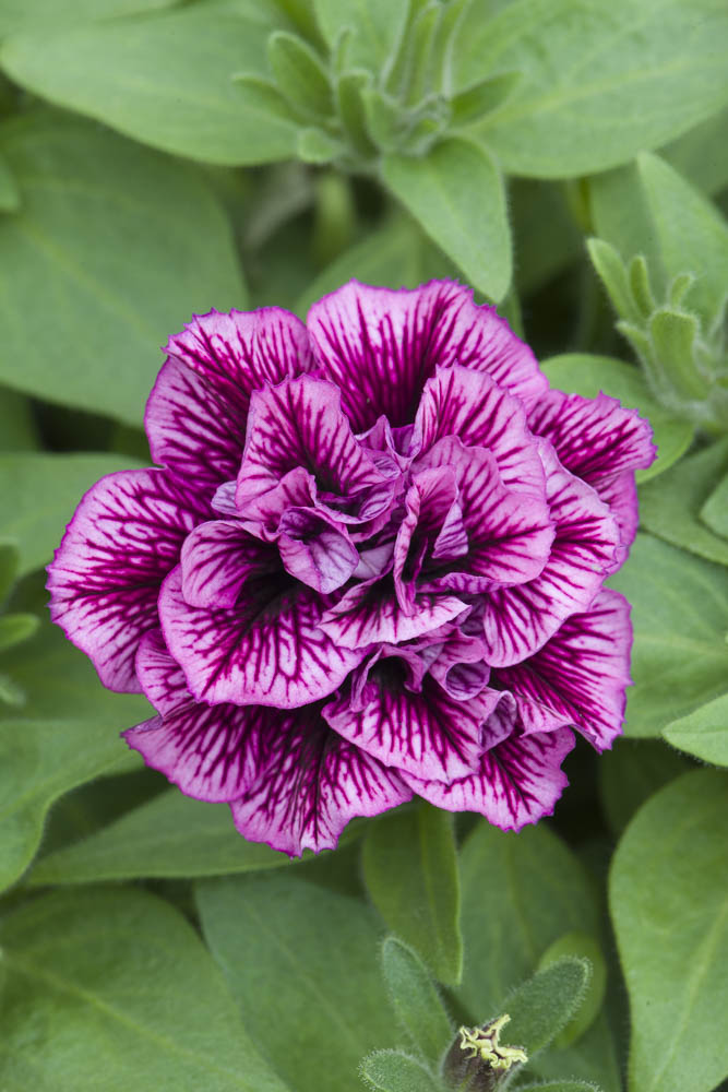 Compact Julianna - Kerley & Co