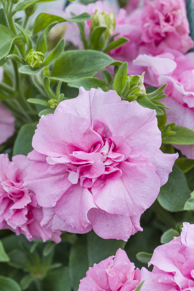 Compact Victoria Pro - Kerley & Co