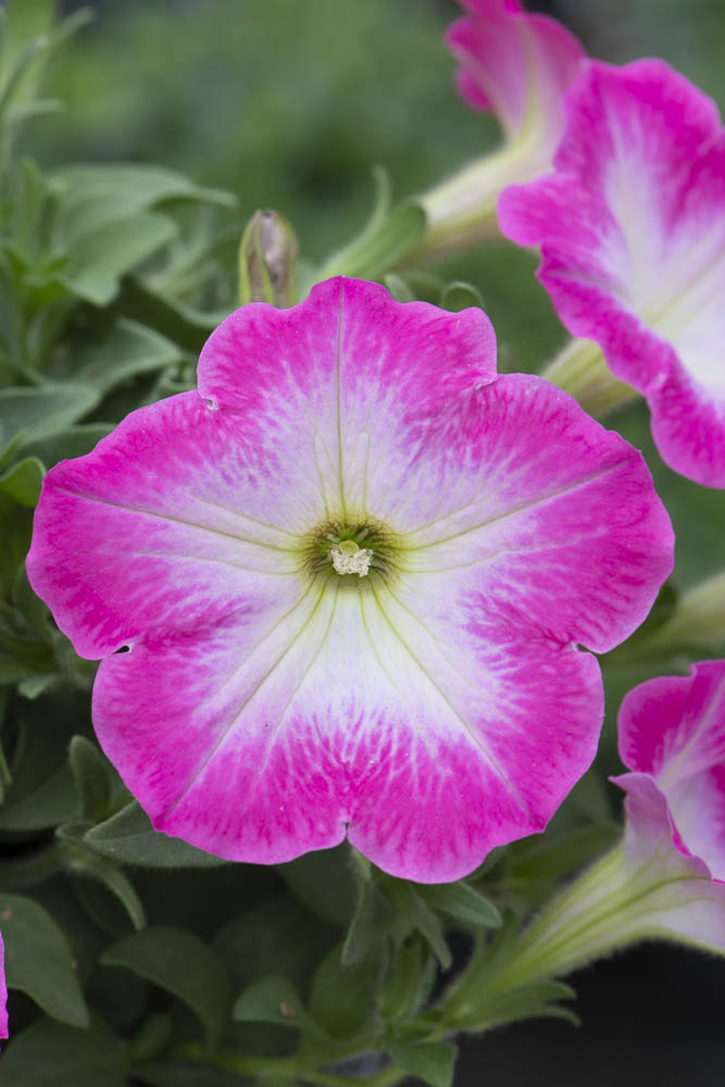 Pink Morn Improved - Kerley & Co