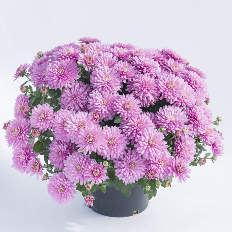 Poppins Archives - Kerley & Co