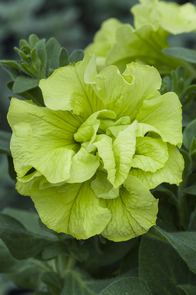 Compact Chartreuse - Kerley & Co