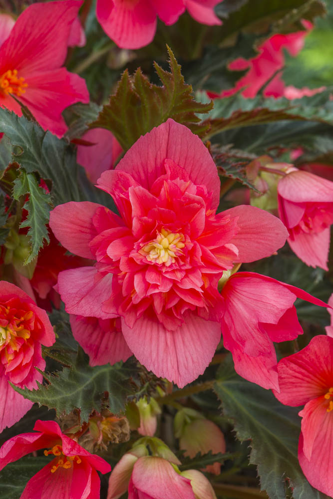 Spreading Rose - Kerley & Co