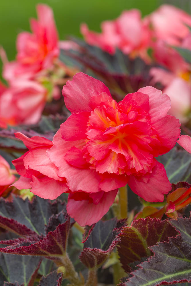 Spreading Salmon Pink - Kerley & Co