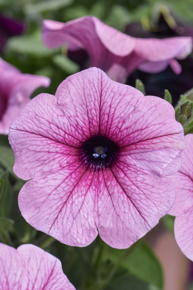 Pink Eye - Kerley & Co