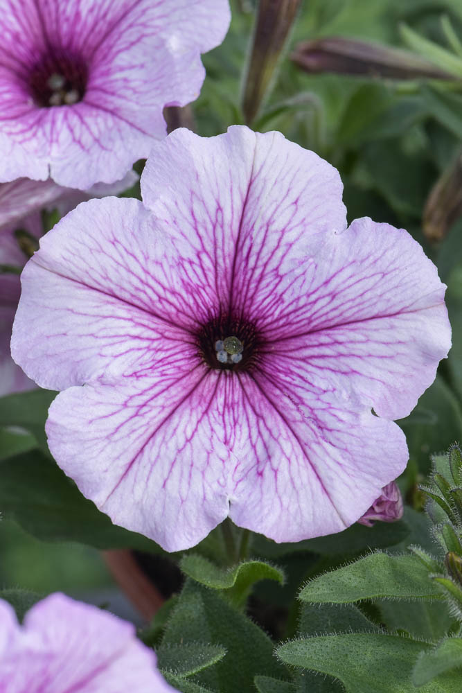 Pink Punch - Kerley & Co